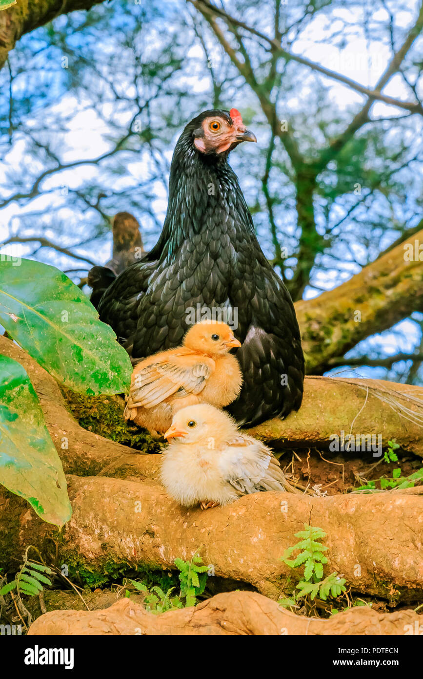 Wild hen with chicks on the Big Island, Oahu in Honolulu, Hawaii, USA ...