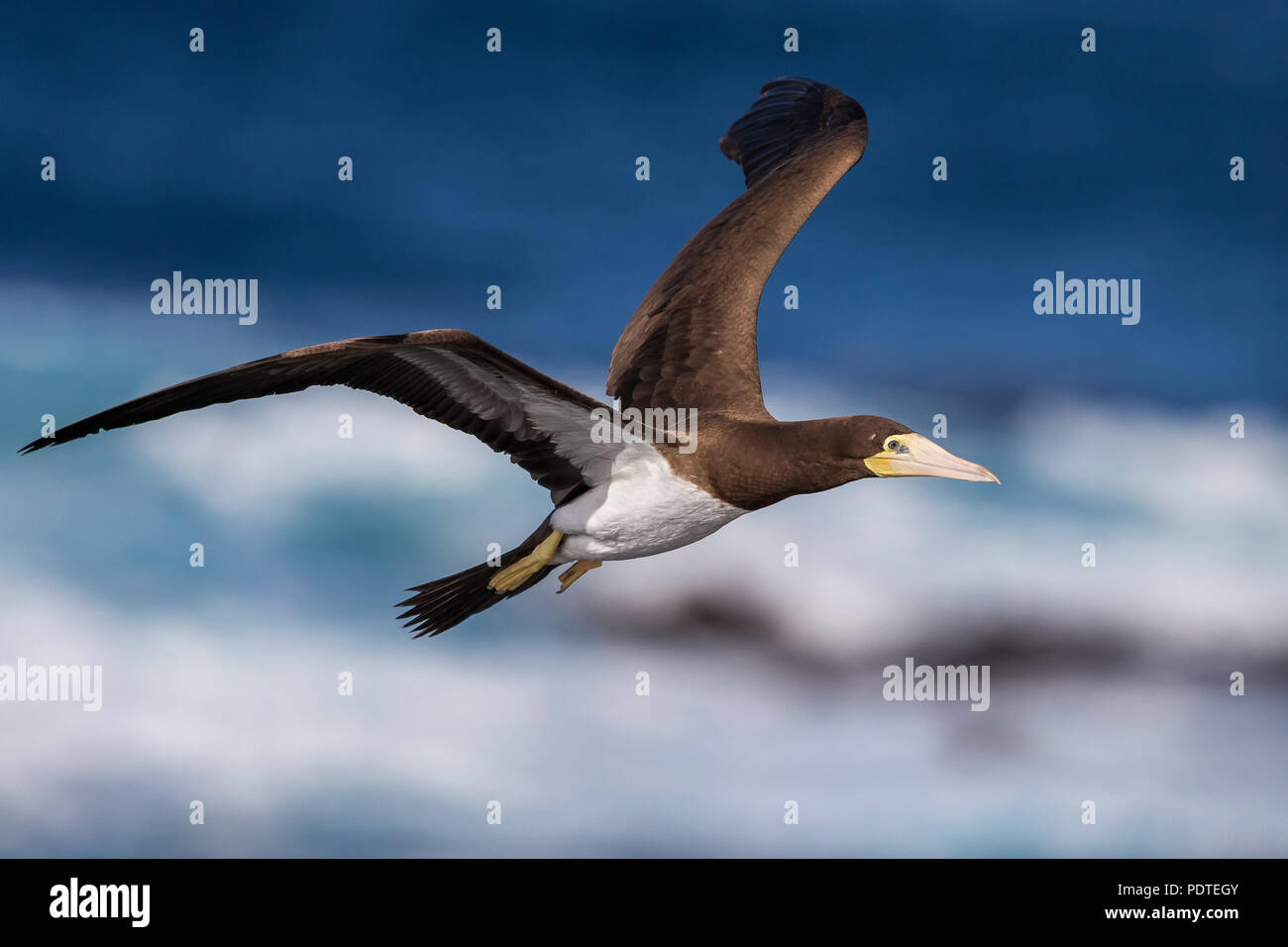 Brown Booby; Sula leucogaster Stock Photo - Alamy