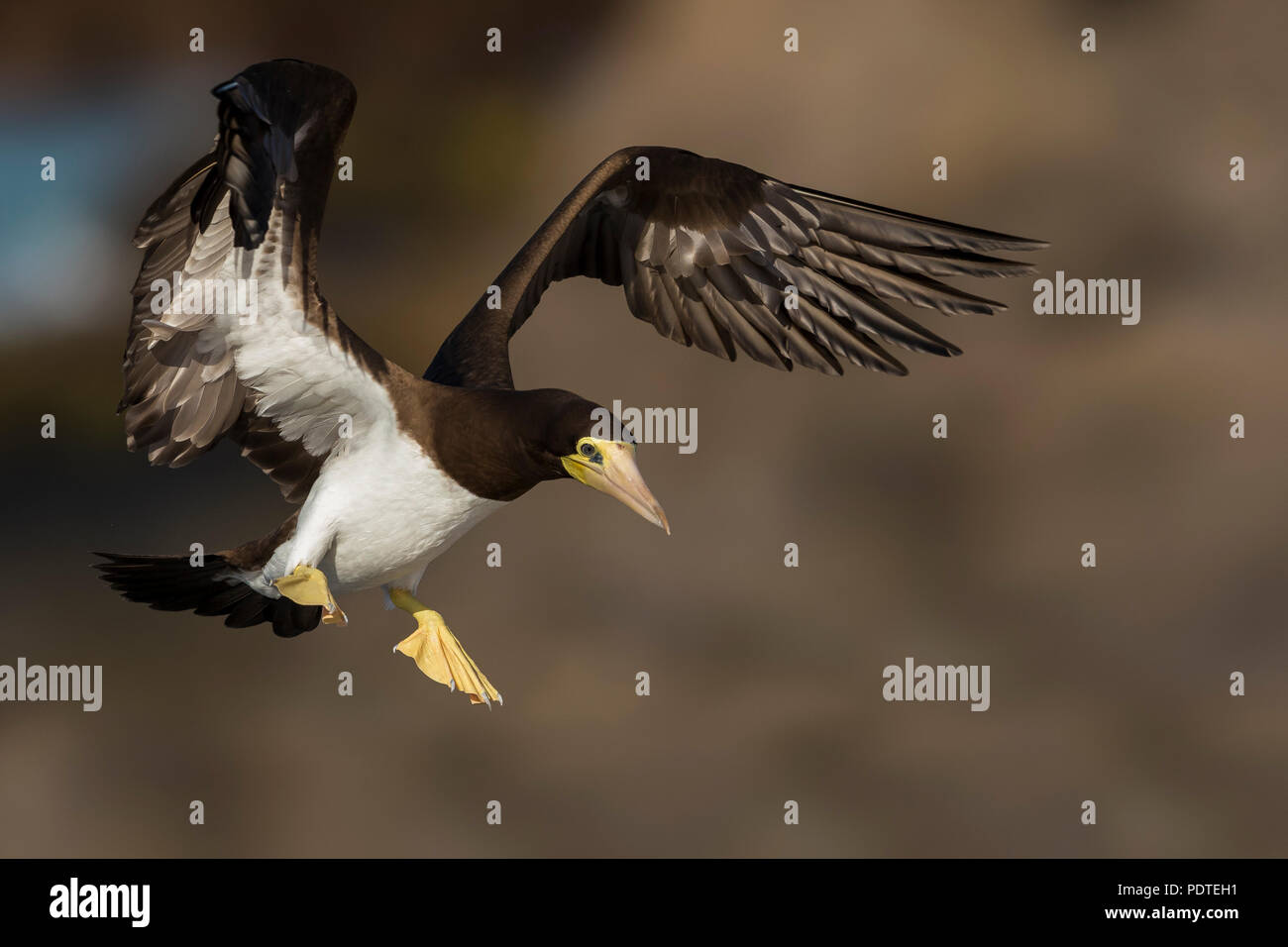 Sulidae hi-res stock photography and images - Alamy