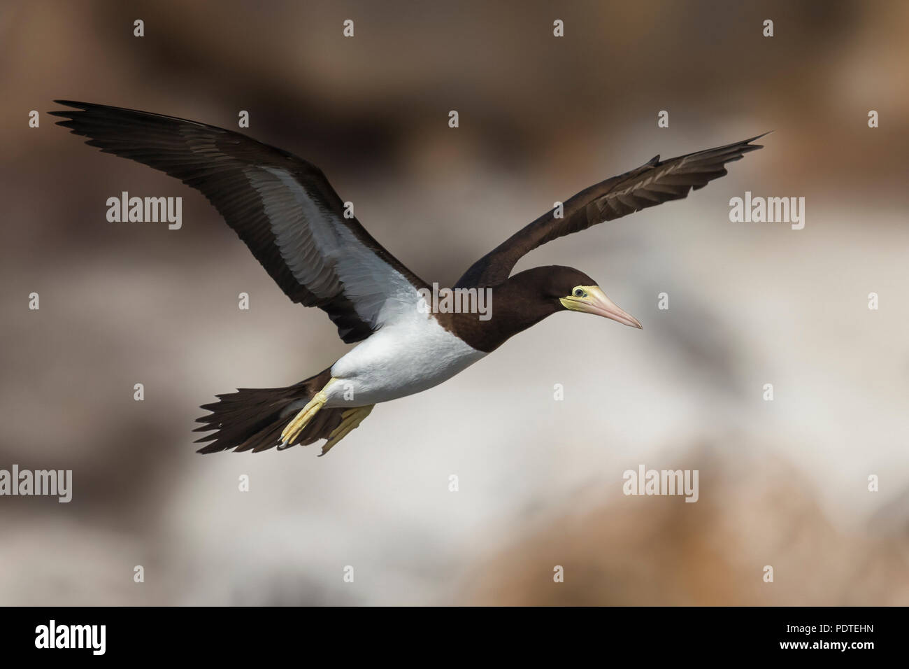 Brown Booby; Sula leucogaster Stock Photo - Alamy