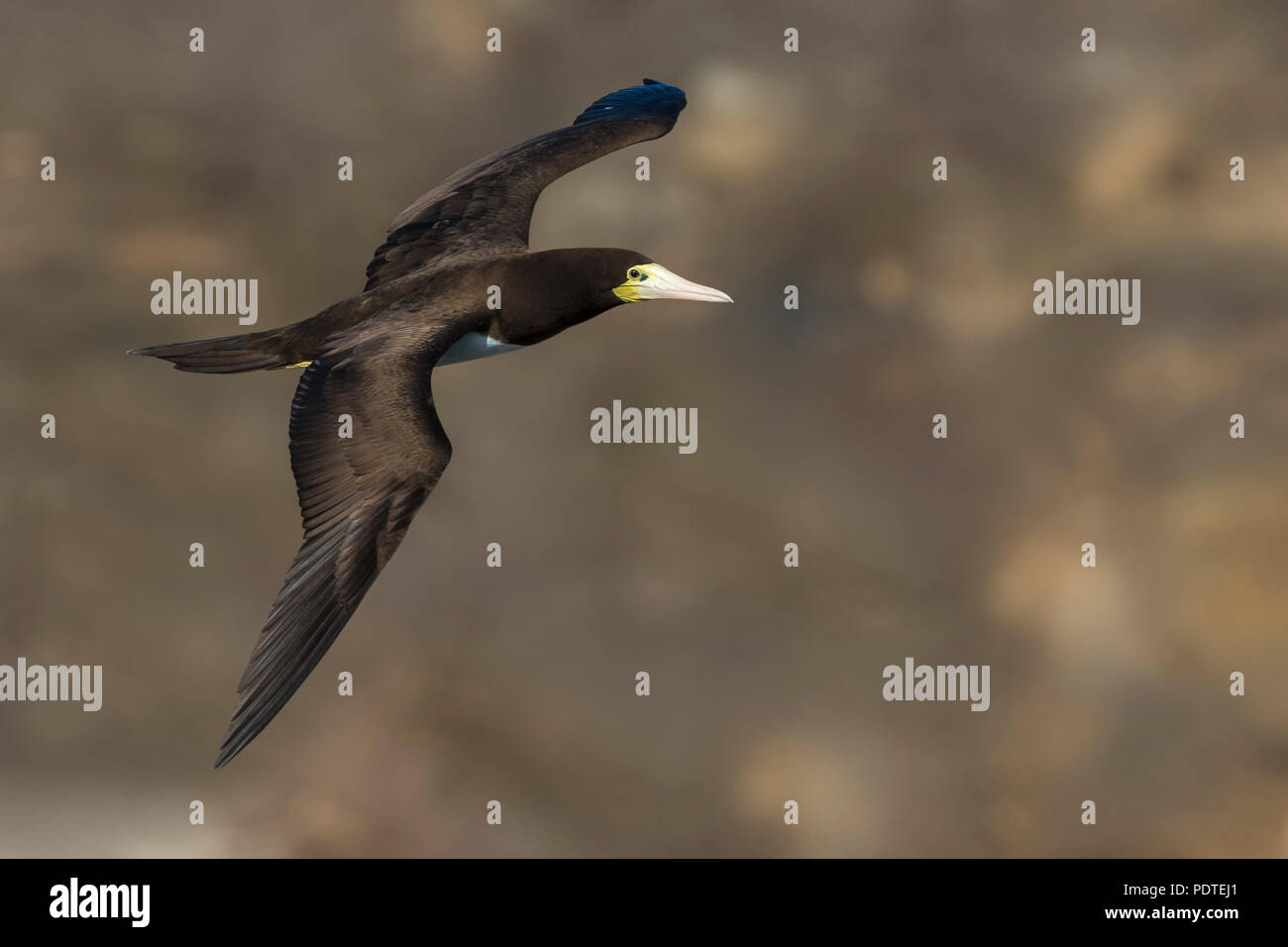 Sula leucogaster hi-res stock photography and images - Alamy