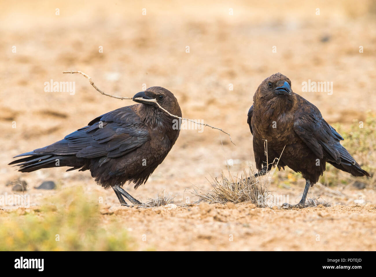 Brown-necked Raven; Corvus ruficollis Stock Photo - Alamy