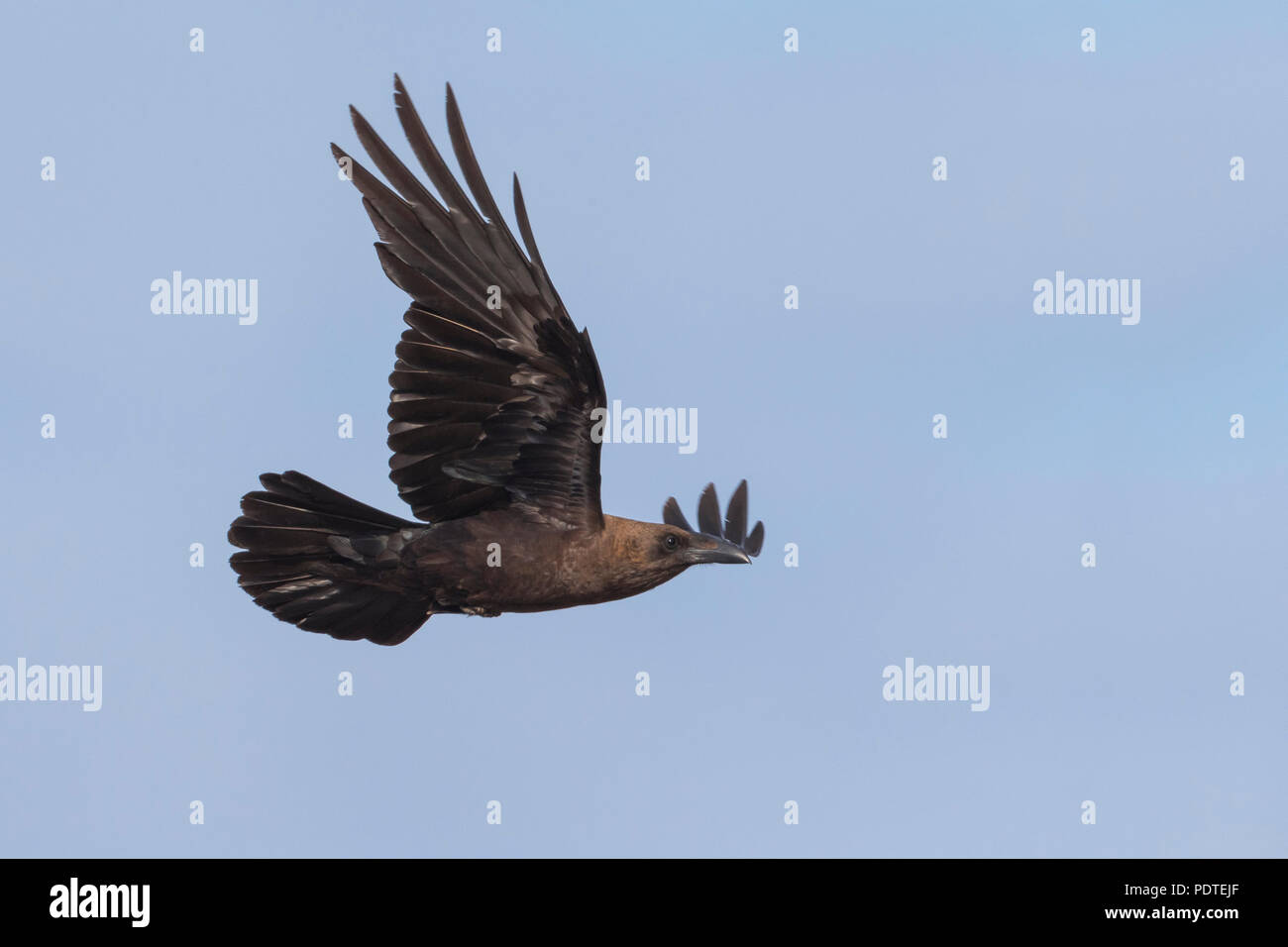 Brown-necked Raven; Corvus ruficollis Stock Photo - Alamy