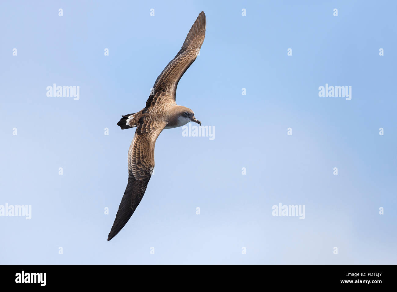 Cape Verde Shearwater; Calonectris edwardsii Stock Photo - Alamy
