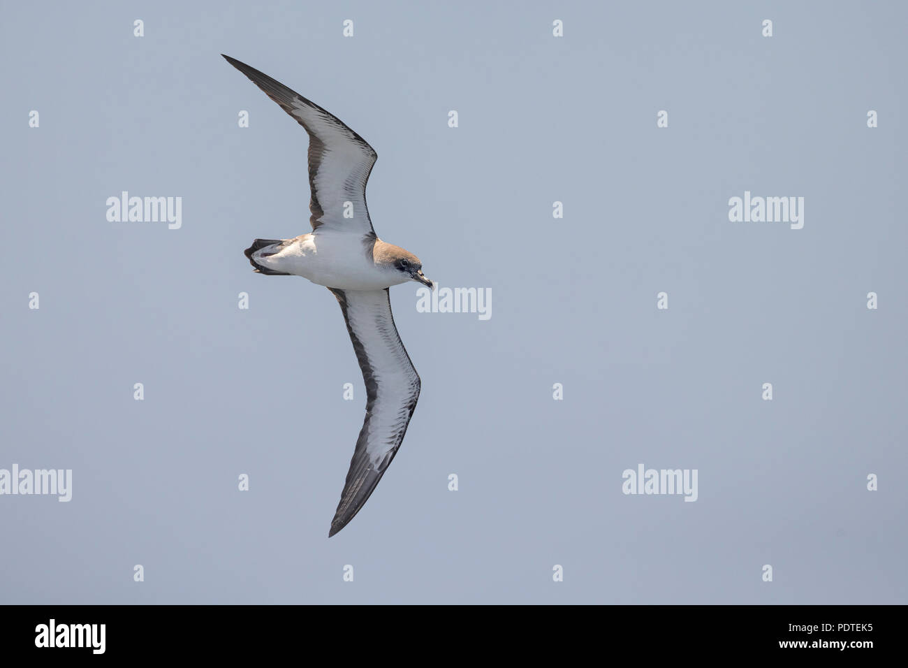 Calonectris hi-res stock photography and images - Alamy