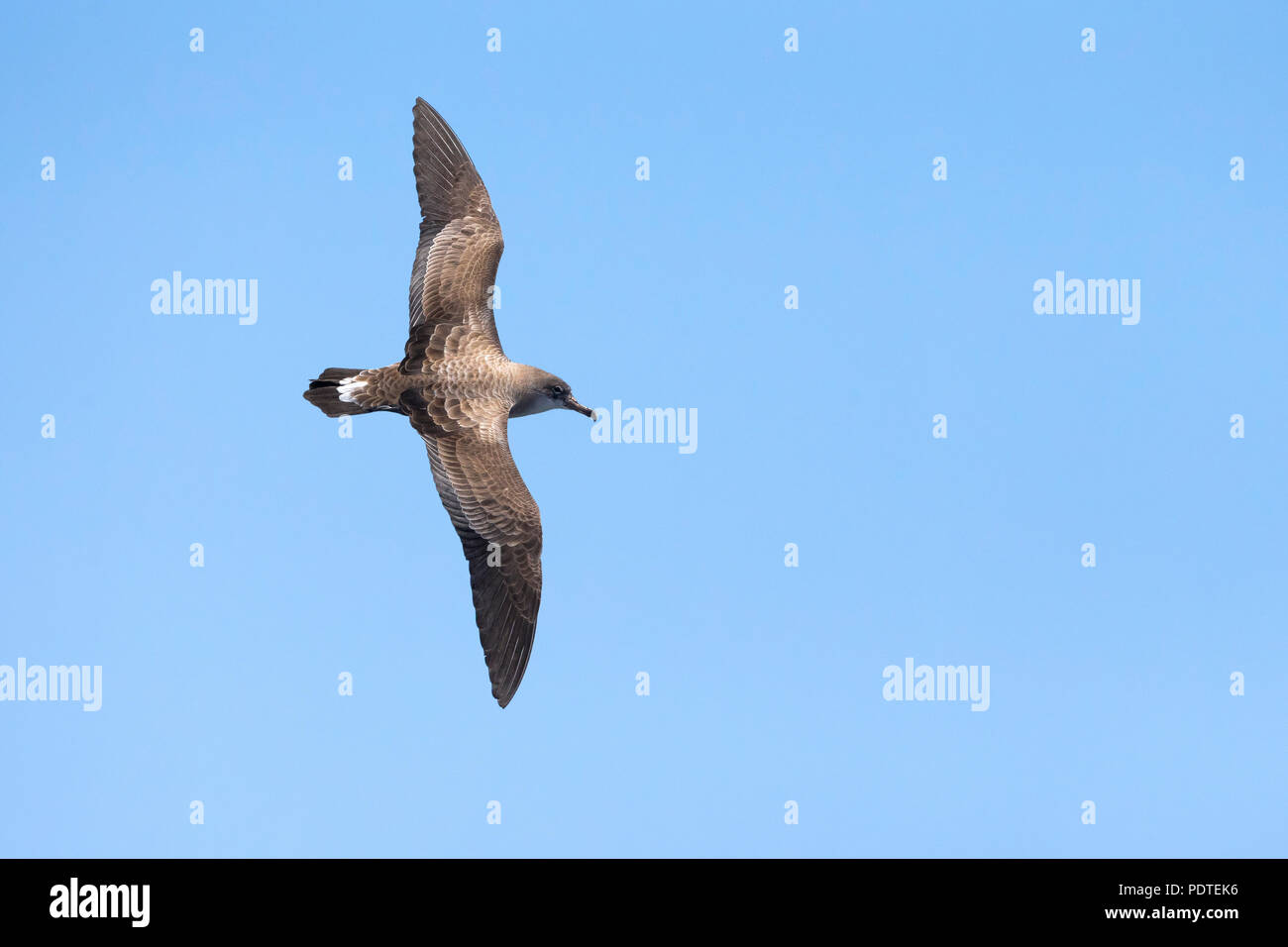 Cape Verde Shearwater; Calonectris edwardsii Stock Photo - Alamy