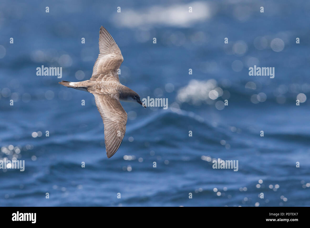Cape Verde Shearwater; Calonectris edwardsii Stock Photo - Alamy