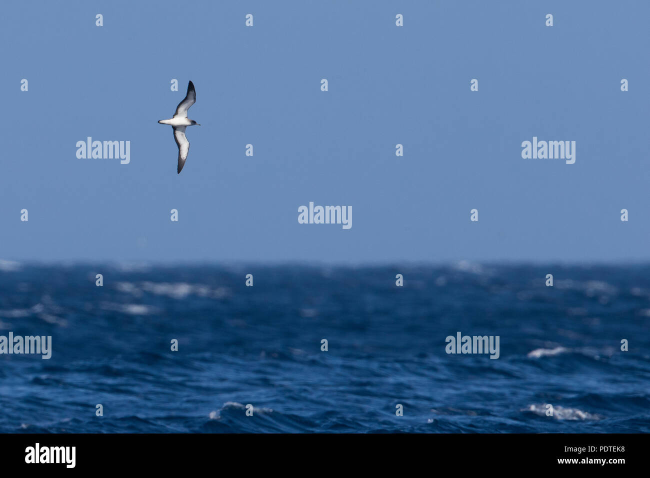 Cape Verde Shearwater; Calonectris edwardsii Stock Photo - Alamy