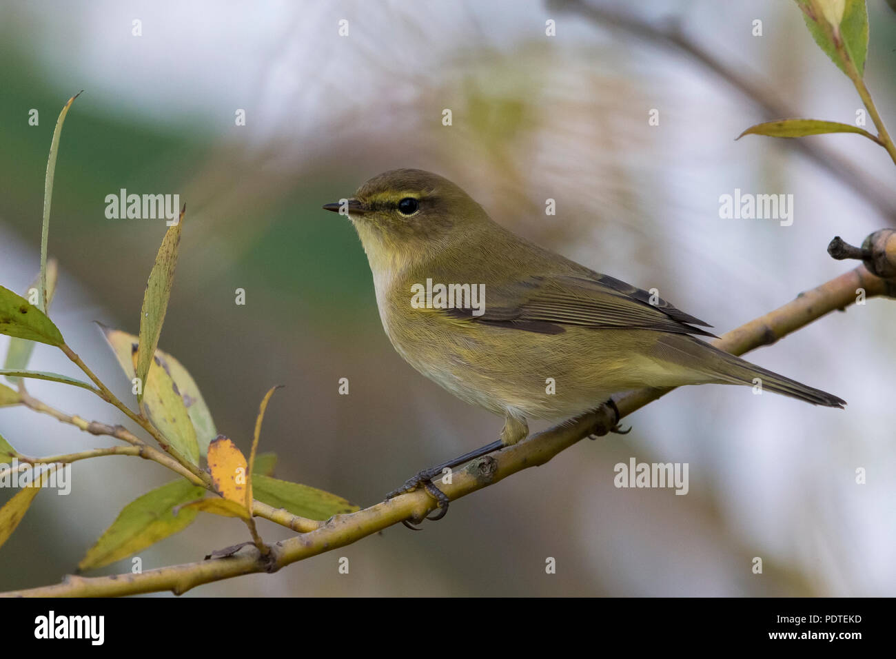Common chiffchaff hi-res stock photography and images - Alamy