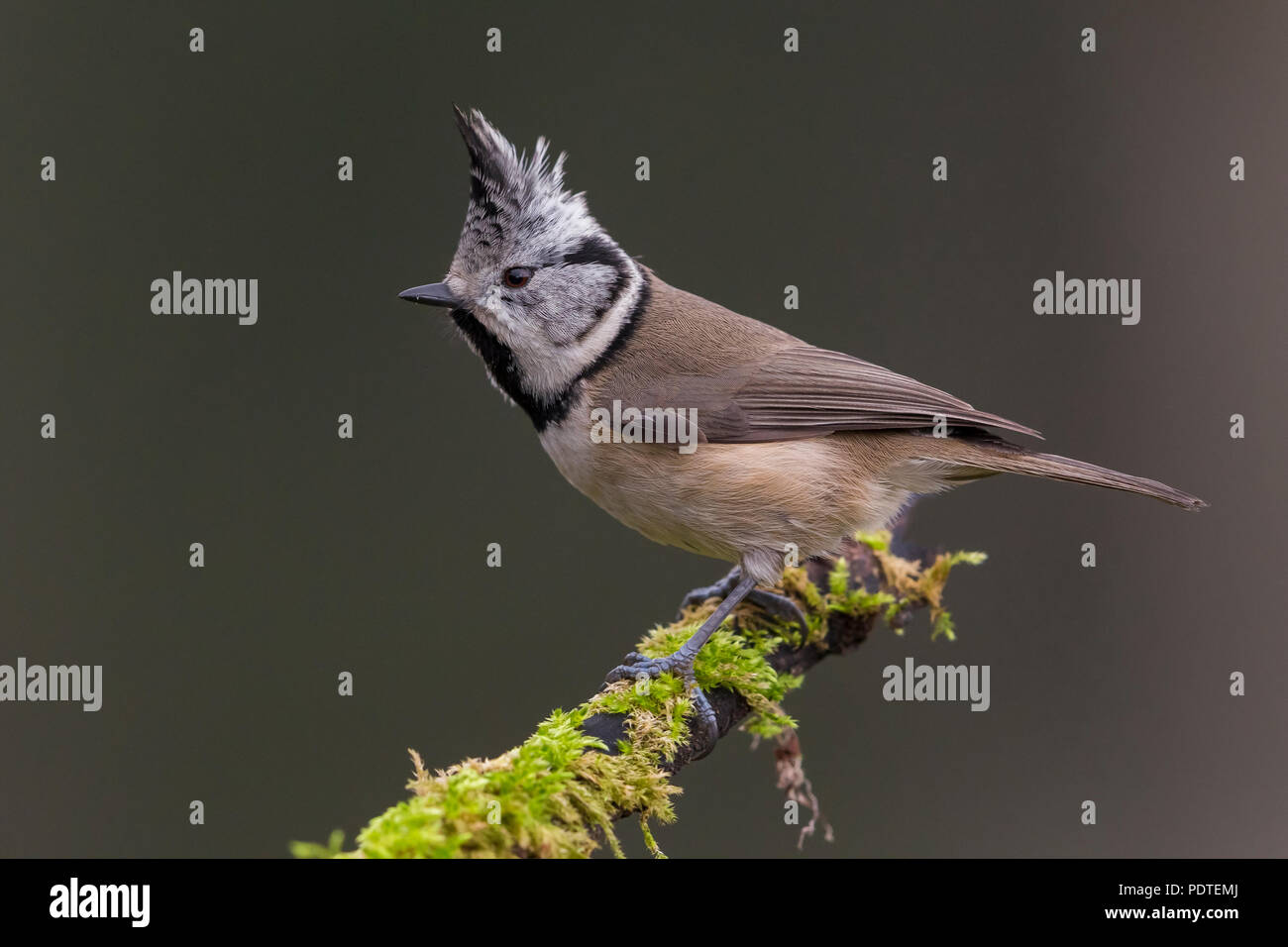 Crested Tit; Lophophanes cristatus Stock Photo - Alamy