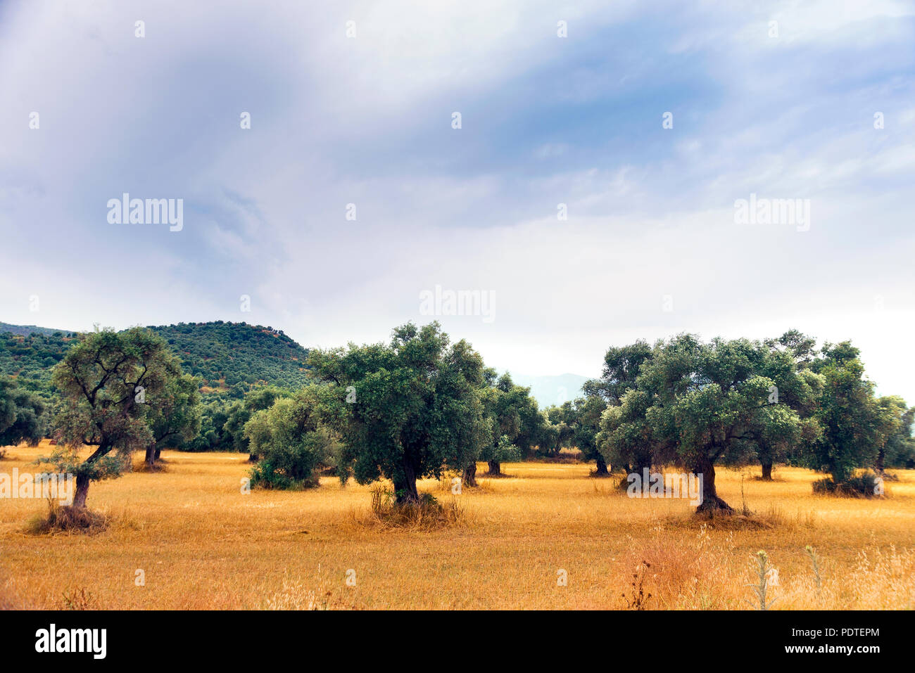 Landscape view of olive tree field with cloudy sky Stock Photo - Alamy