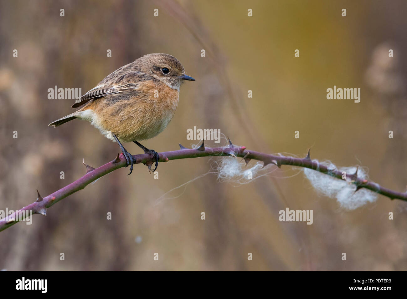 European Stonechat; Saxicola rubicola Stock Photo - Alamy