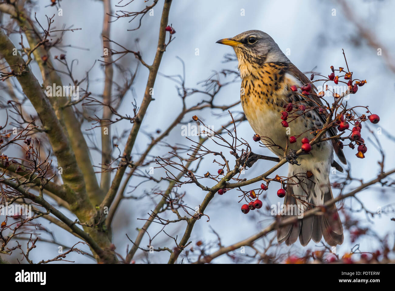 Fieldfare; Turdus pilaris Stock Photo - Alamy