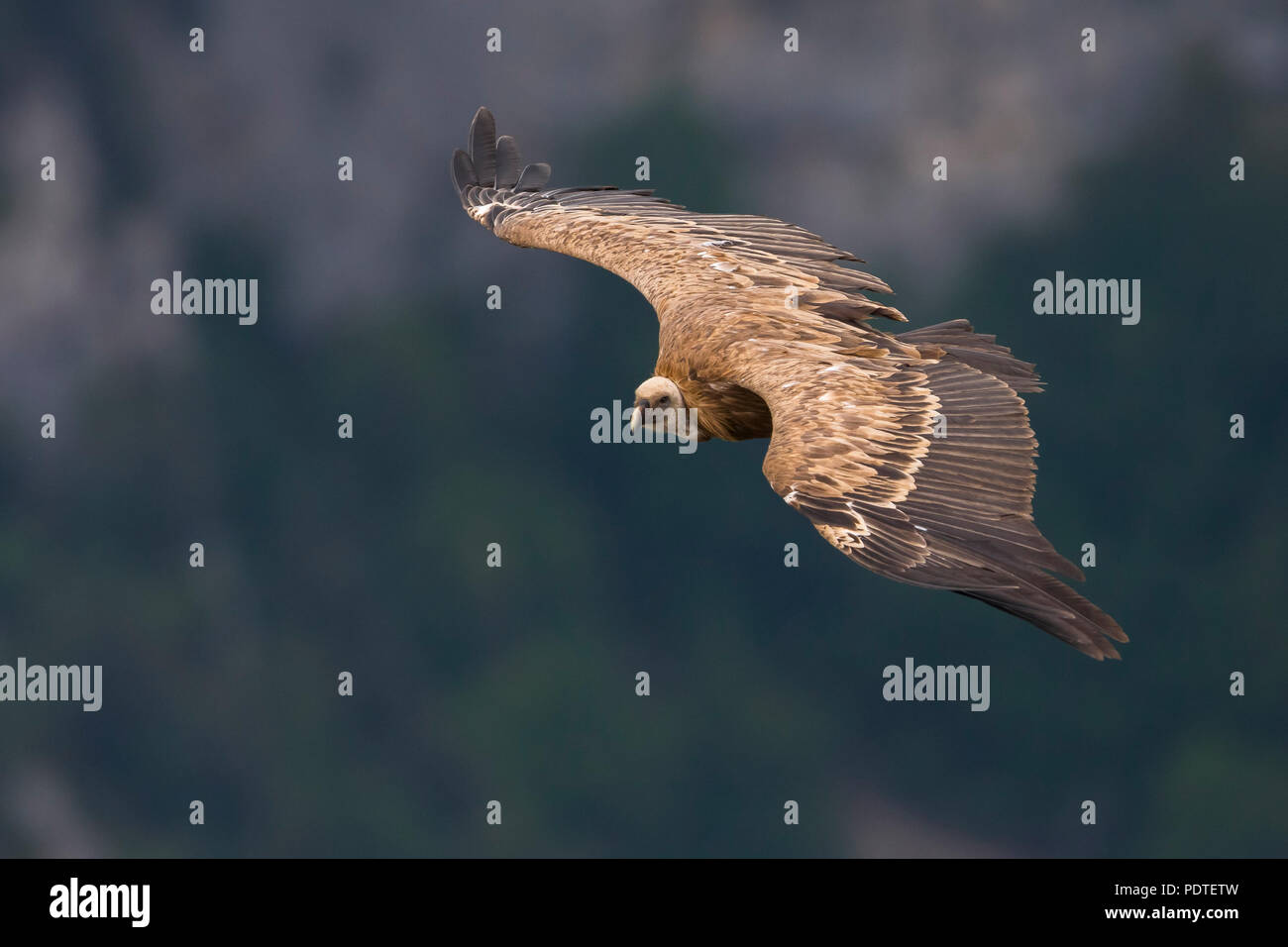 Flying Griffon Vulture; Gyps fulvus Stock Photo - Alamy
