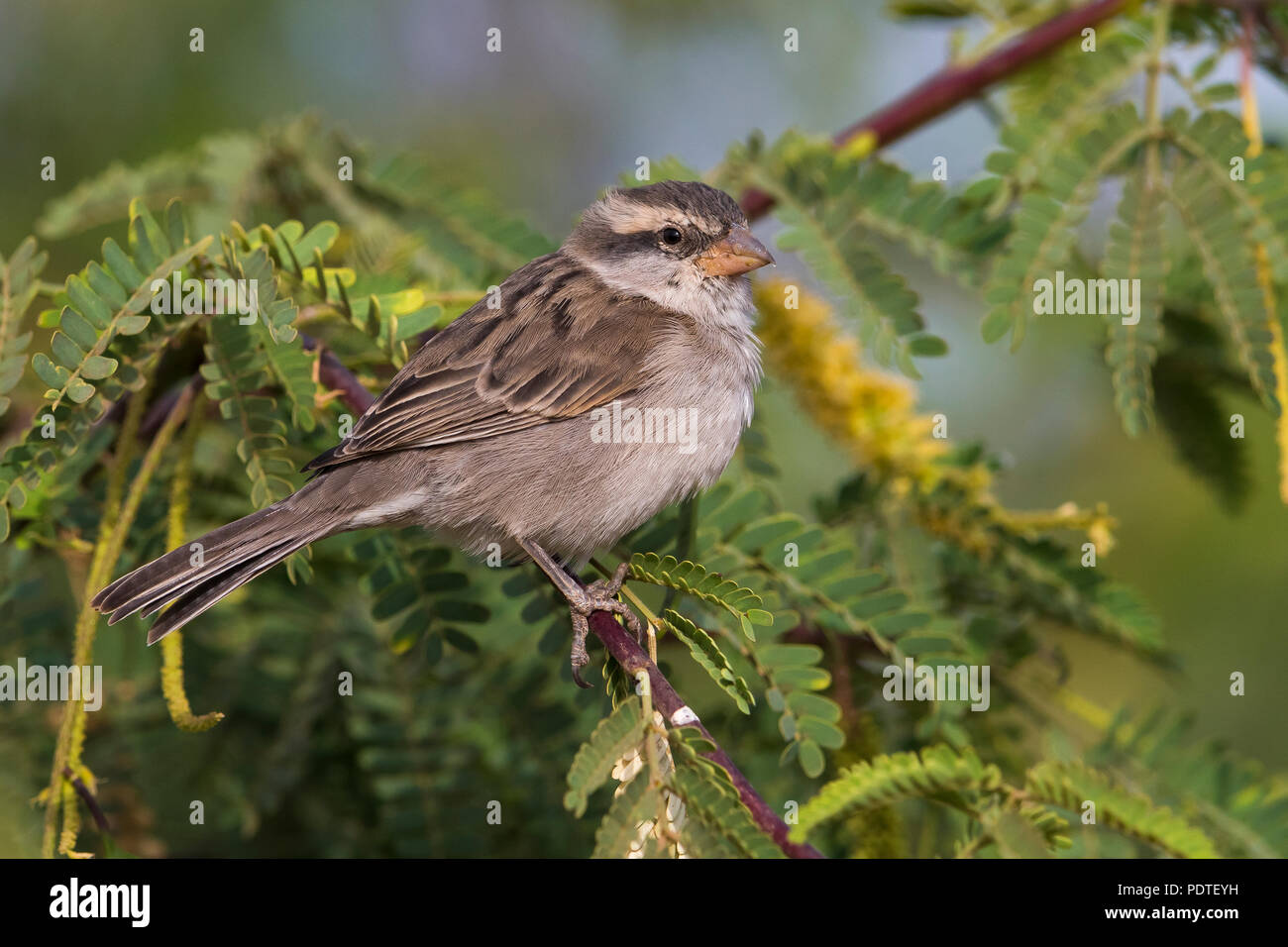 Iago sparrow hi-res stock photography and images - Alamy