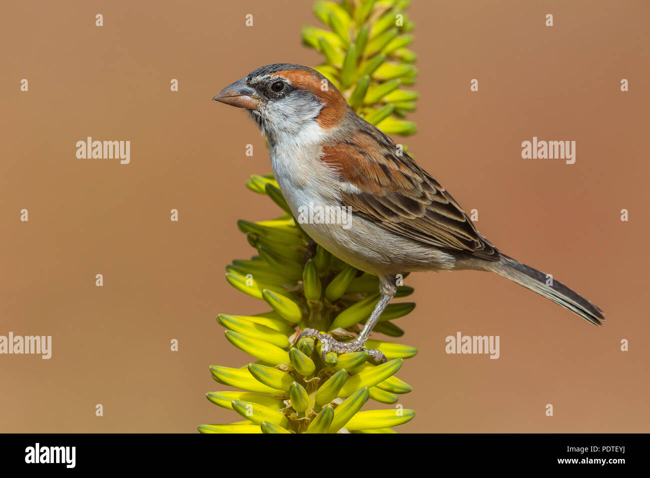 Iago Sparrow; Passer iagoensis Stock Photo - Alamy
