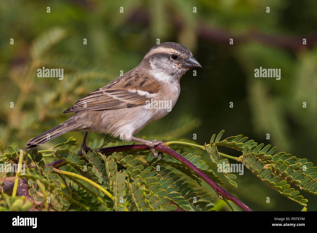 Iago Sparrow; Passer iagoensis Stock Photo - Alamy