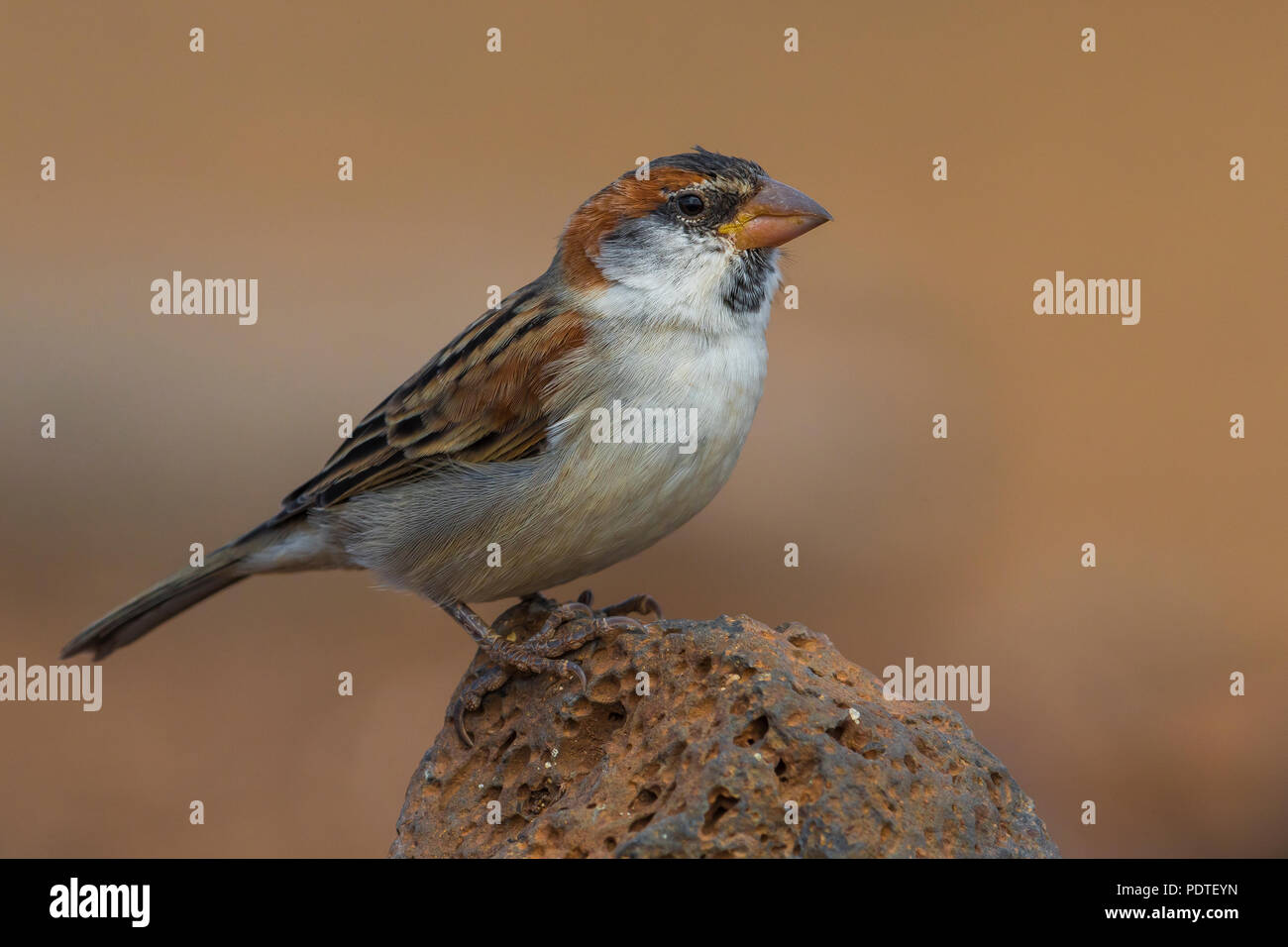 Passer iagoensis hi-res stock photography and images - Alamy