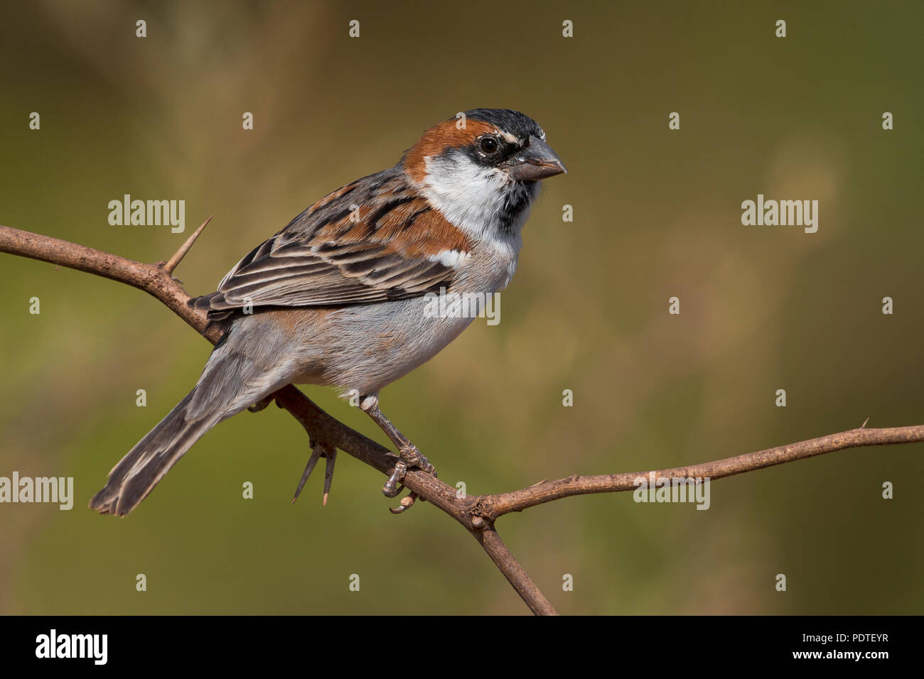 Iago Sparrow; Passer iagoensis Stock Photo - Alamy