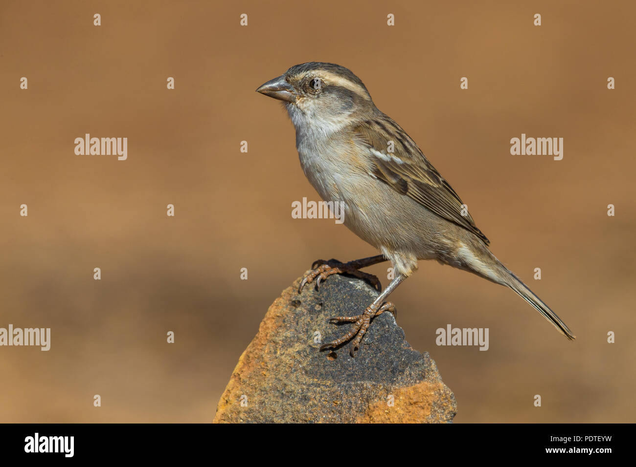 Iago Sparrow; Passer iagoensis Stock Photo - Alamy