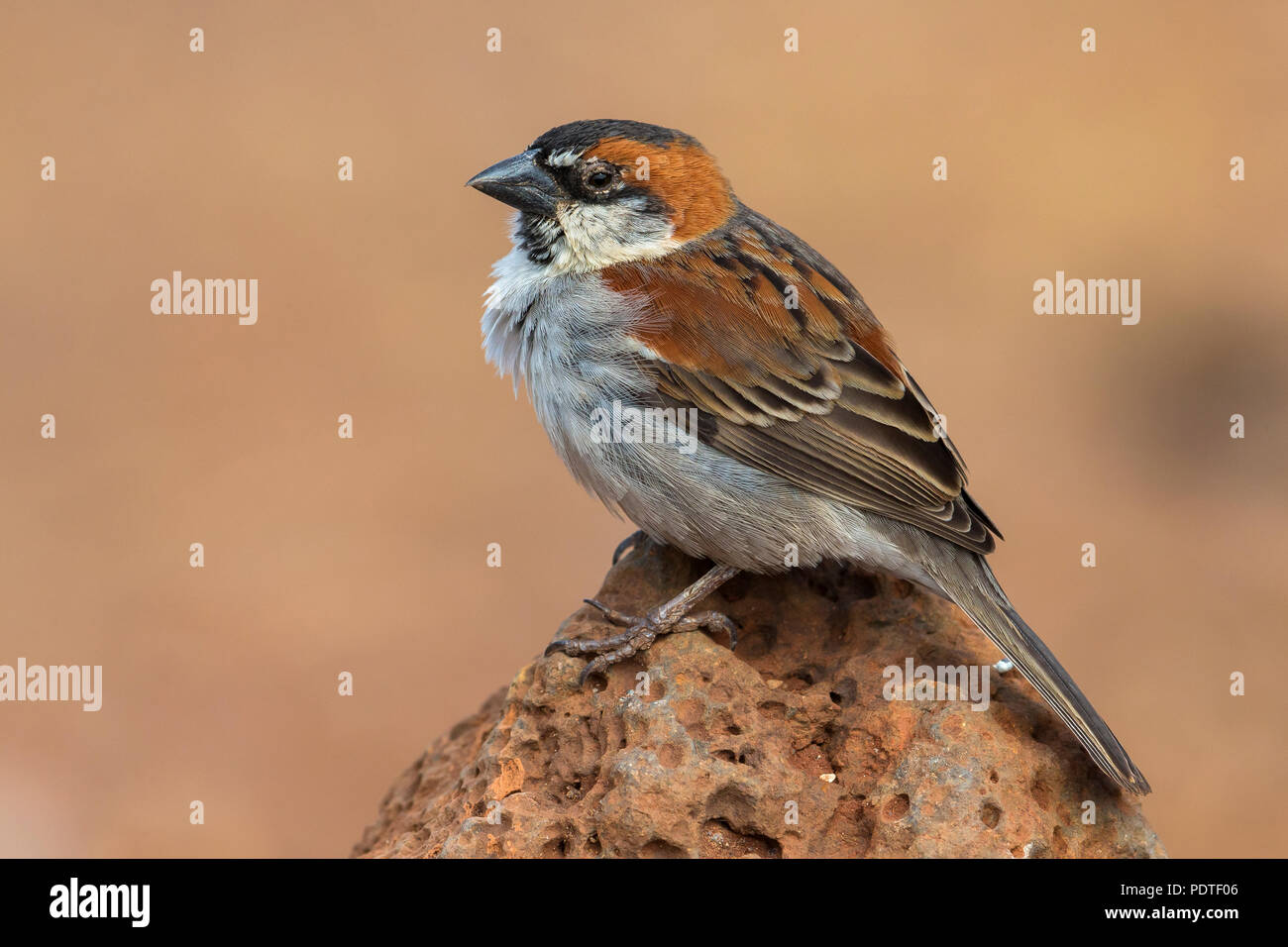 Iago Sparrow; Passer iagoensis Stock Photo - Alamy