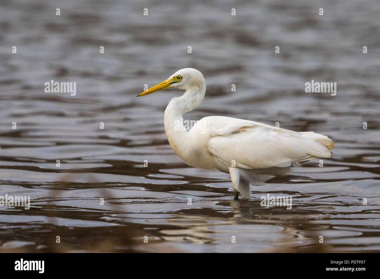 Intermediate Egret; Egretta intermedia Stock Photo - Alamy