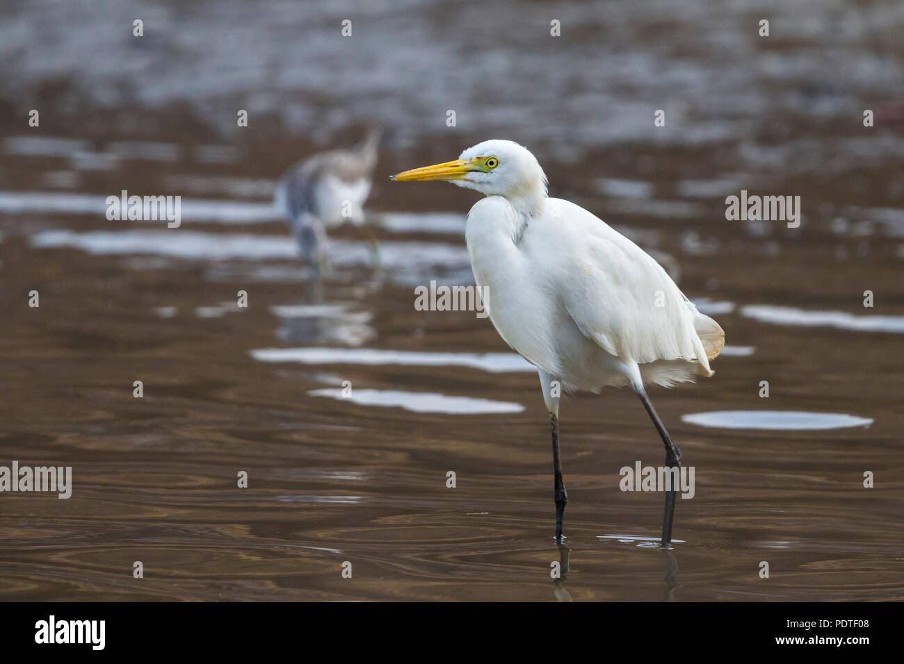 Intermediate Egret; Egretta intermedia Stock Photo - Alamy
