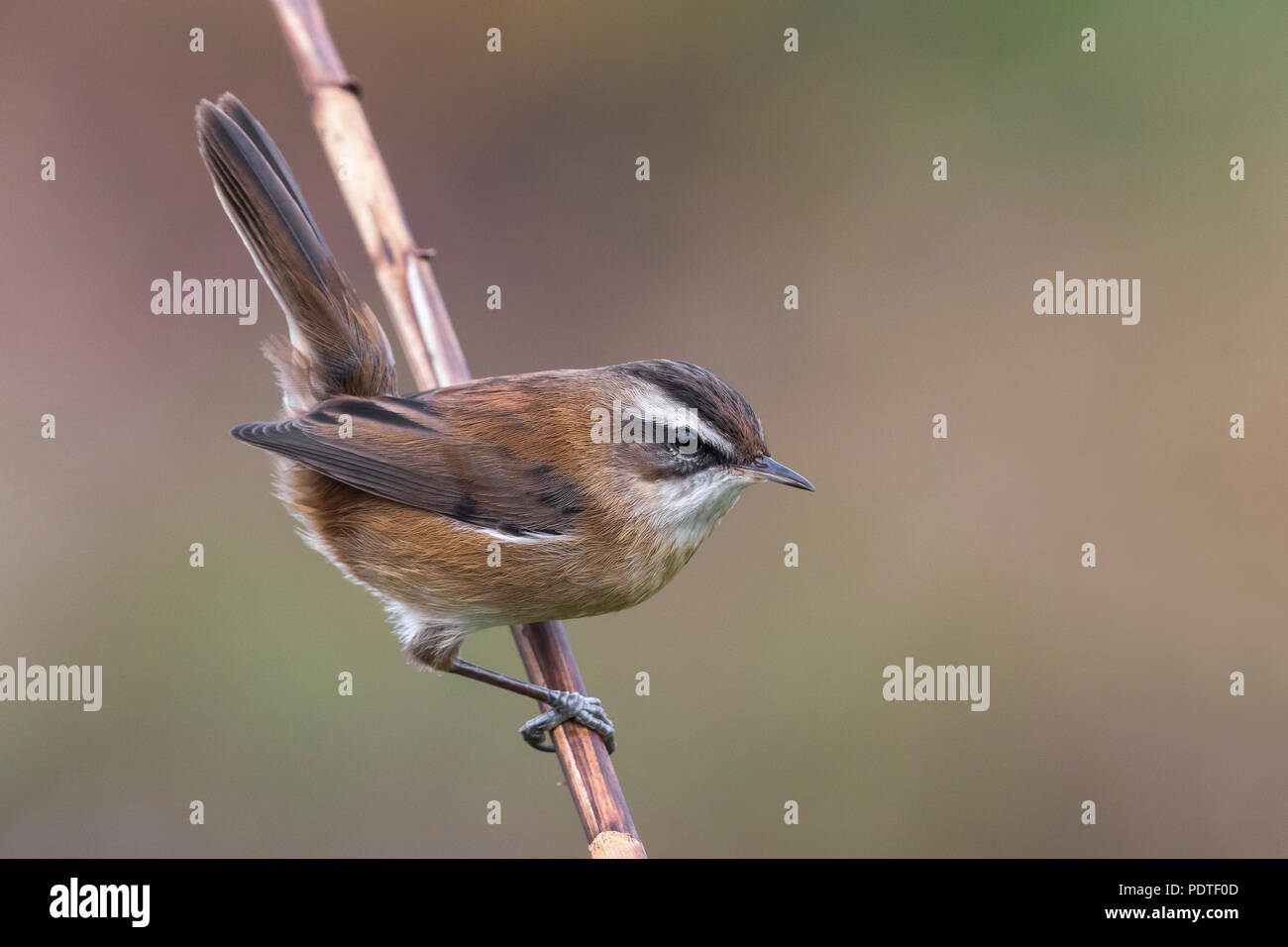 Moustached Warbler; Acrocephalus melanopogon Stock Photo - Alamy