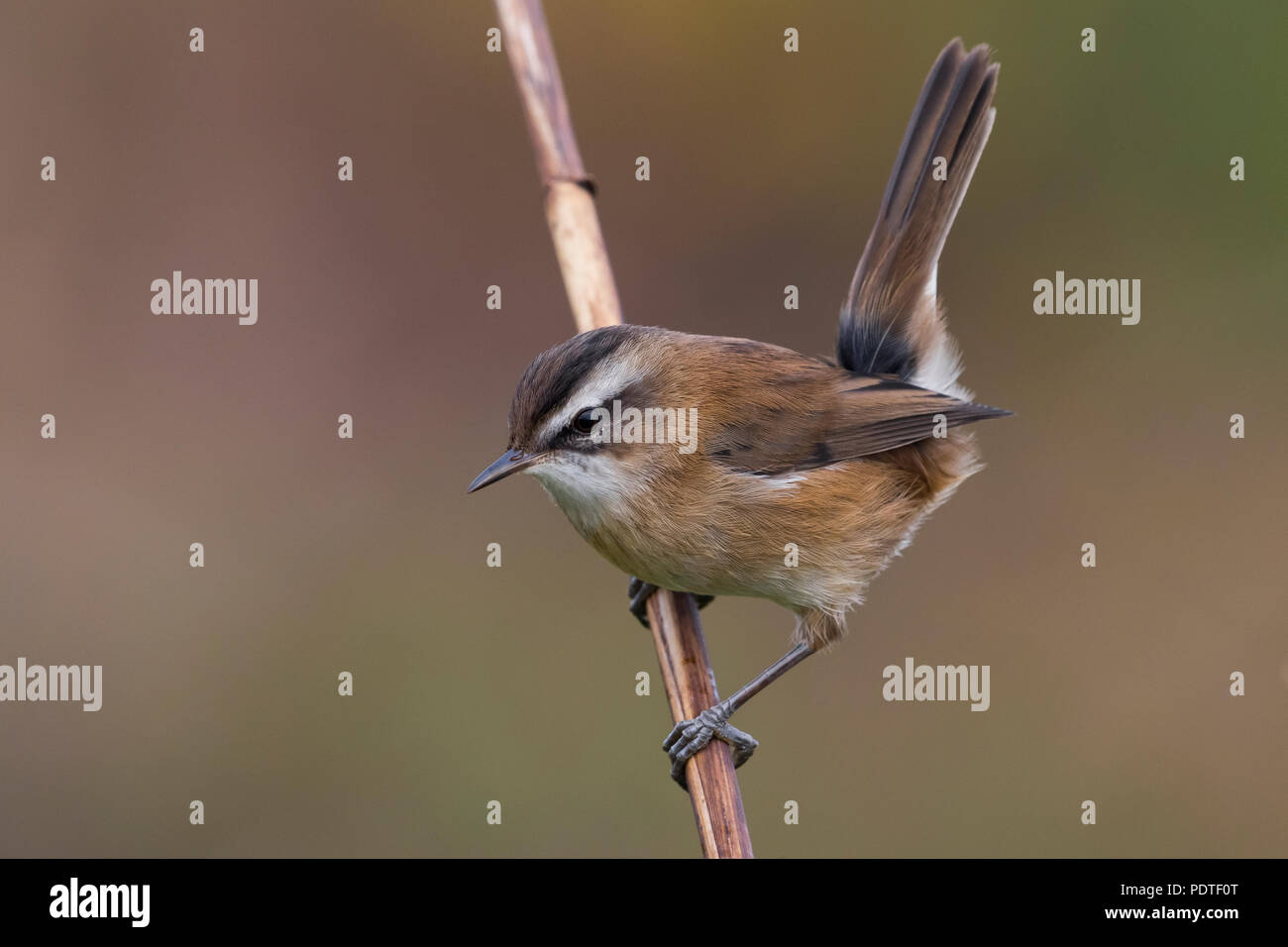Moustached Warbler; Acrocephalus melanopogon Stock Photo - Alamy