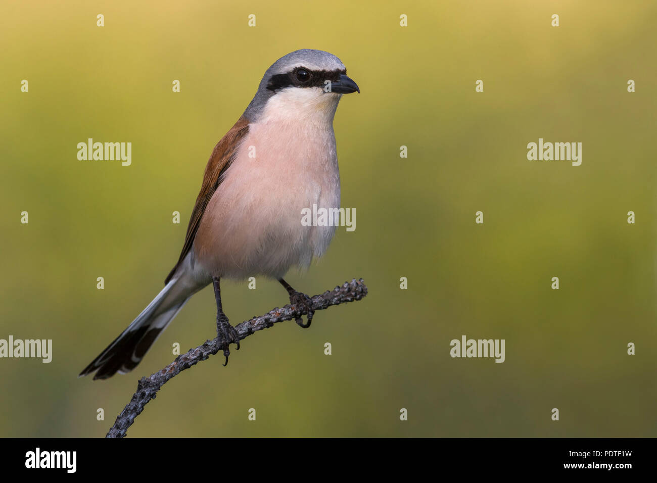 Laniidae hi-res stock photography and images - Alamy