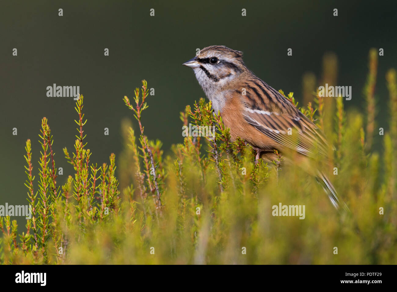 Rock Bunting; Emberiza cia Stock Photo - Alamy