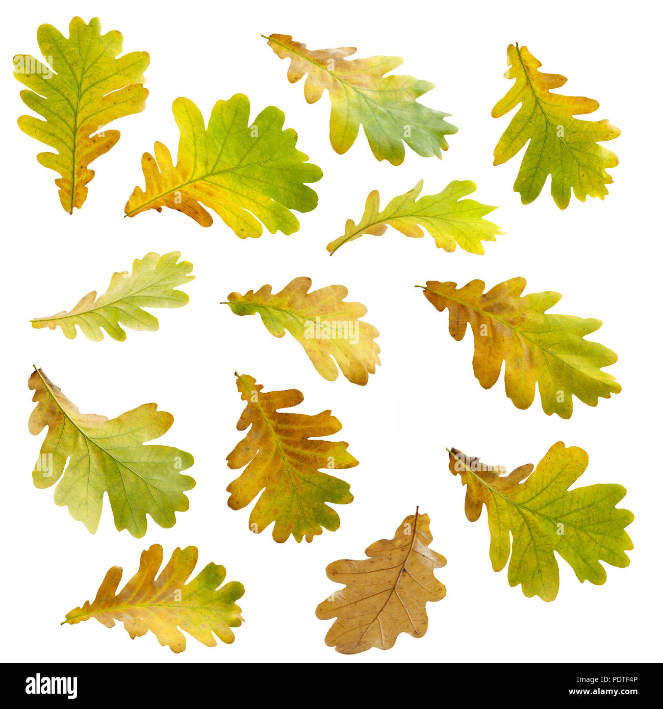 Colored fall autumn oak leaves Cut Out Stock Images & Pictures - Alamy