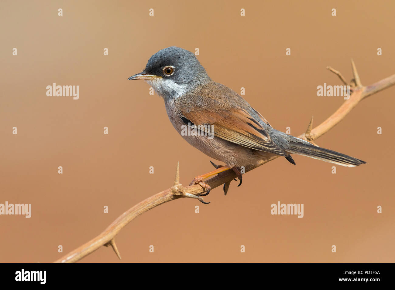 Cape Verde Spectacled Warbler; Sylvia conspicillata orbitalis Stock ...