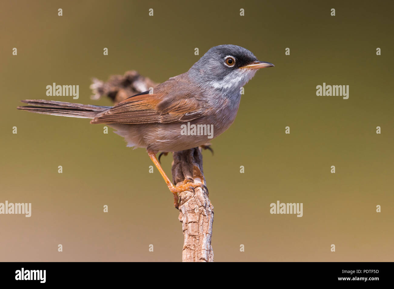 Cape Verde Spectacled Warbler; Sylvia conspicillata orbitalis Stock ...