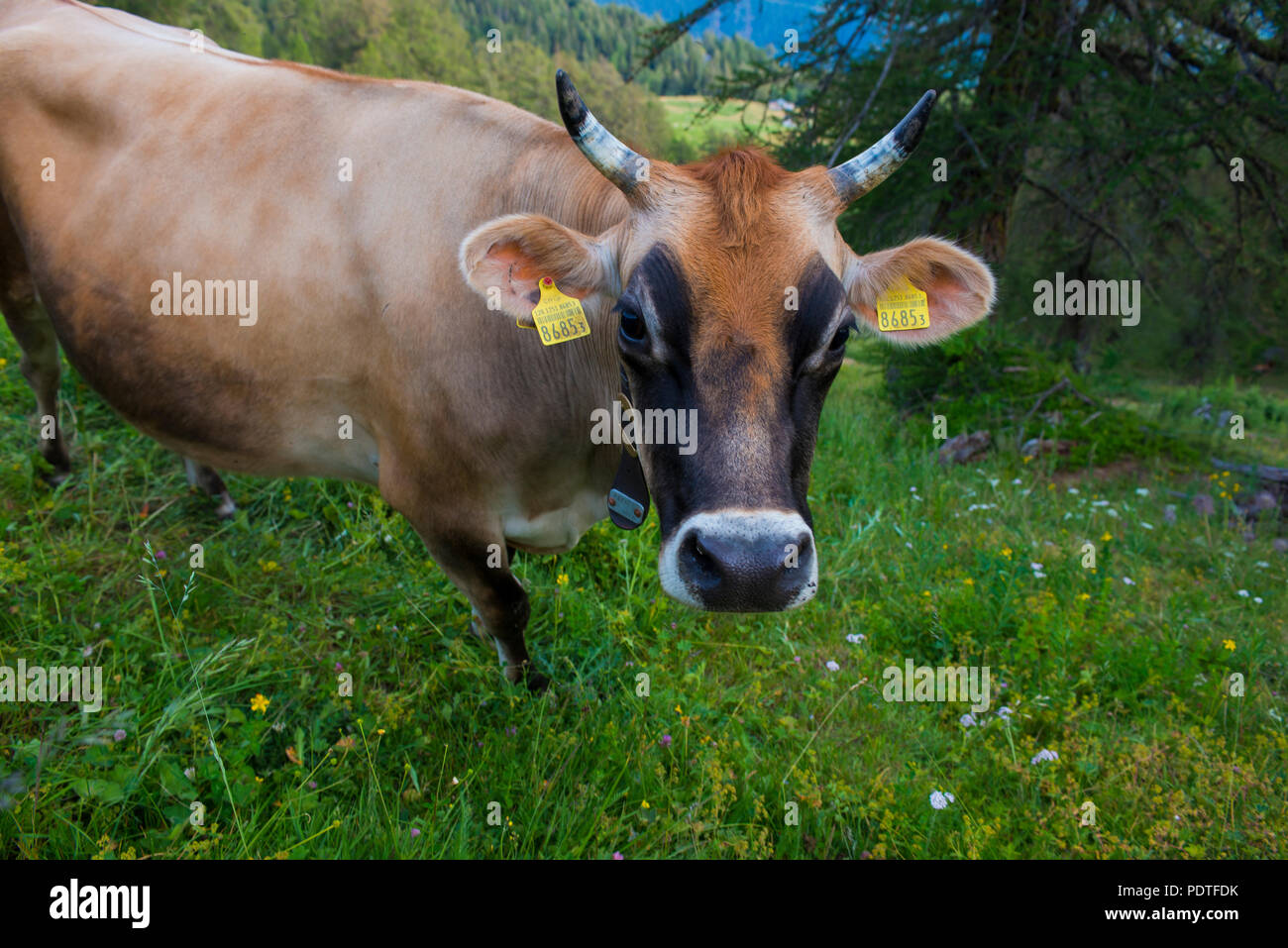 Brown swiss cow hi-res stock photography and images - Alamy