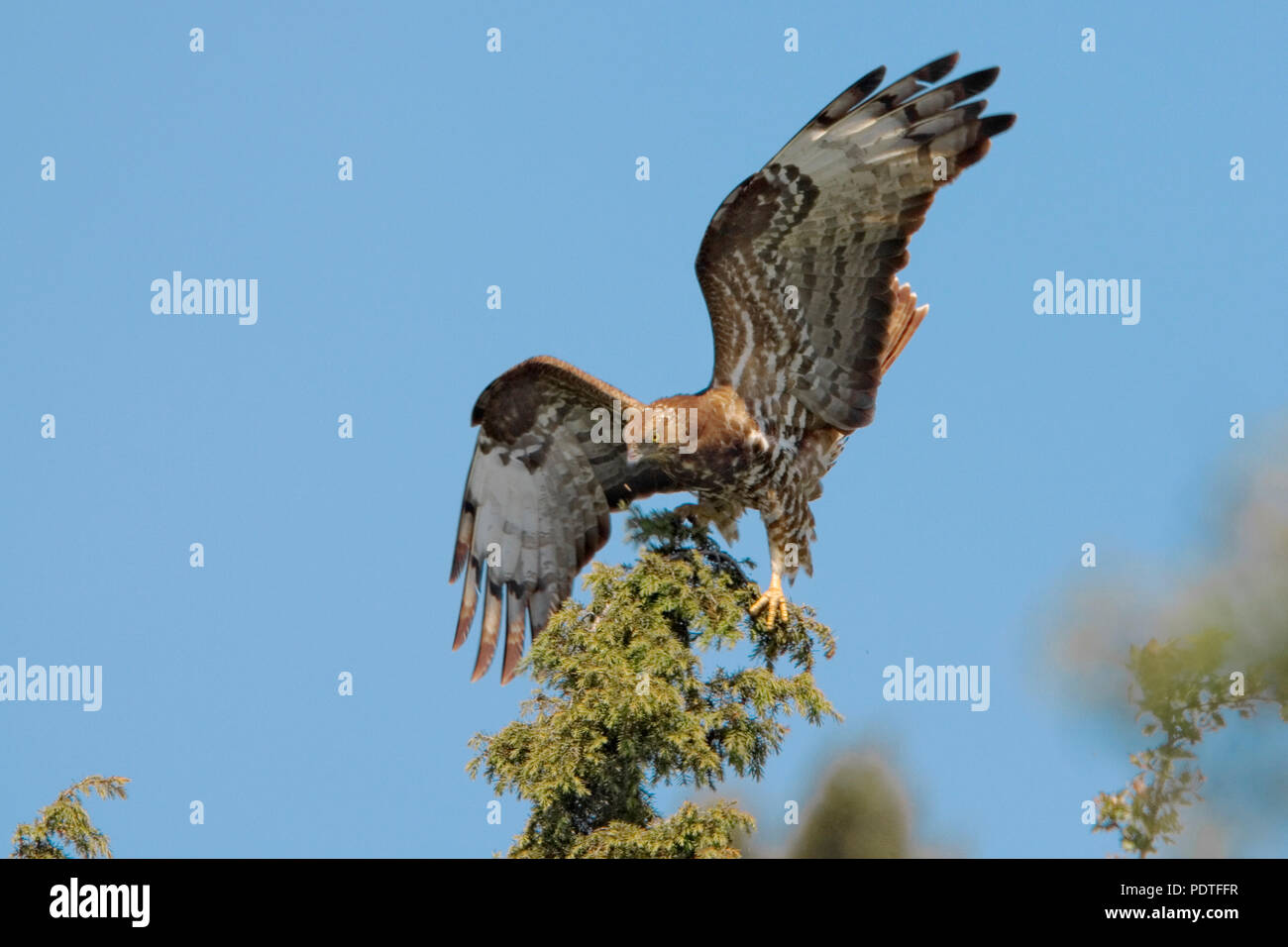 European honey buzzard bees hi-res stock photography and images - Alamy