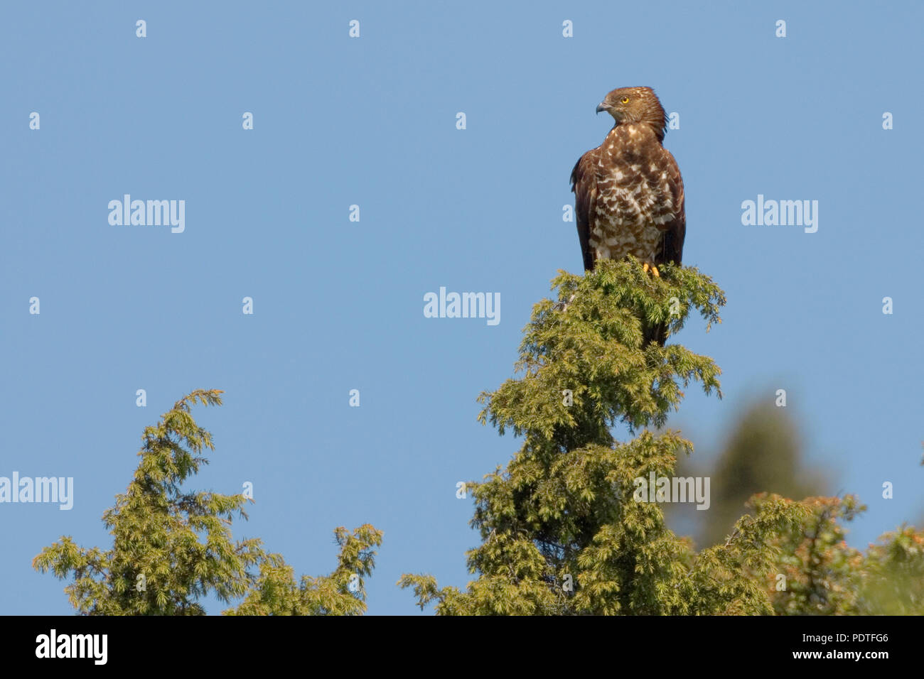 European honey buzzard bees hi-res stock photography and images - Alamy