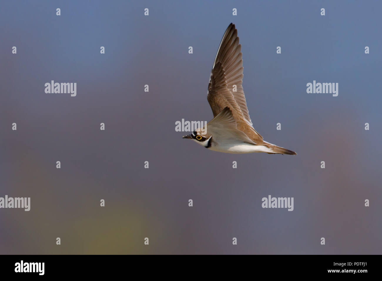 Precocial animals hi-res stock photography and images - Alamy