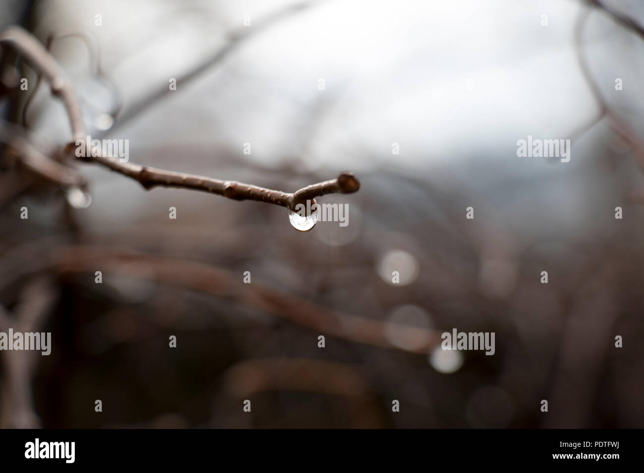 Close up of a water drop on a tree branch Stock Photo - Alamy