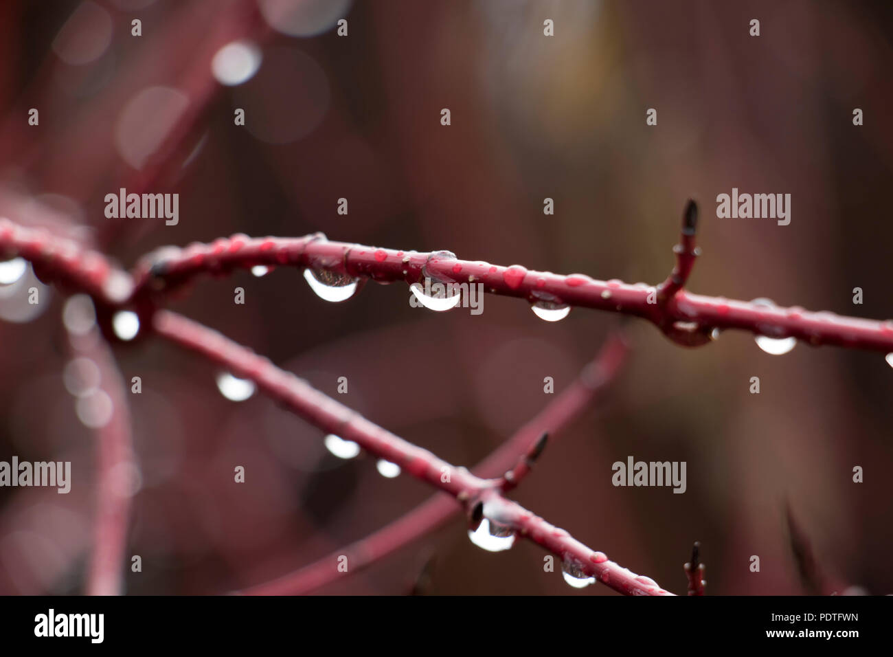 Rain tree water drop weather wet hi-res stock photography and images ...