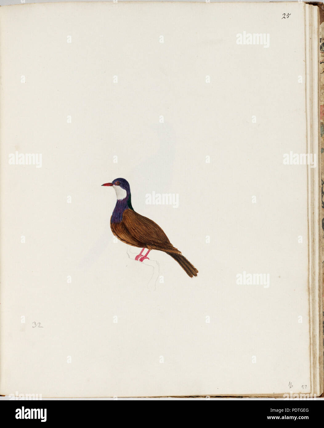 Lord howes island hi-res stock photography and images - Alamy