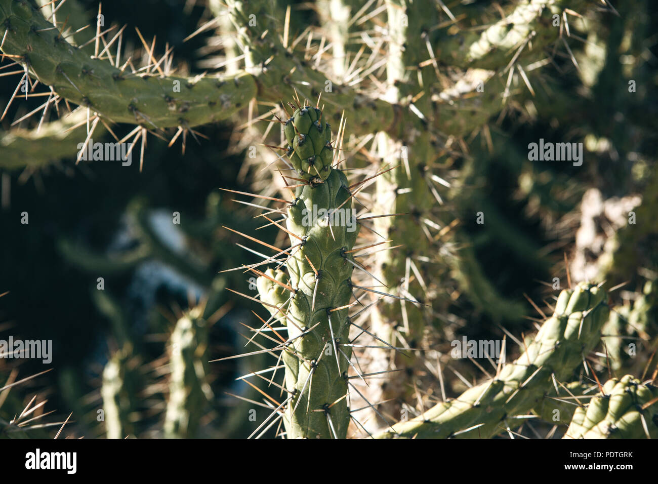Close-up cactus with spines. Prickly and exotic plant in natural ...