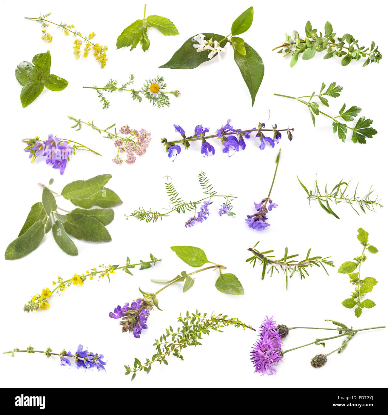 Lavender in wild Cut Out Stock Images & Pictures - Alamy