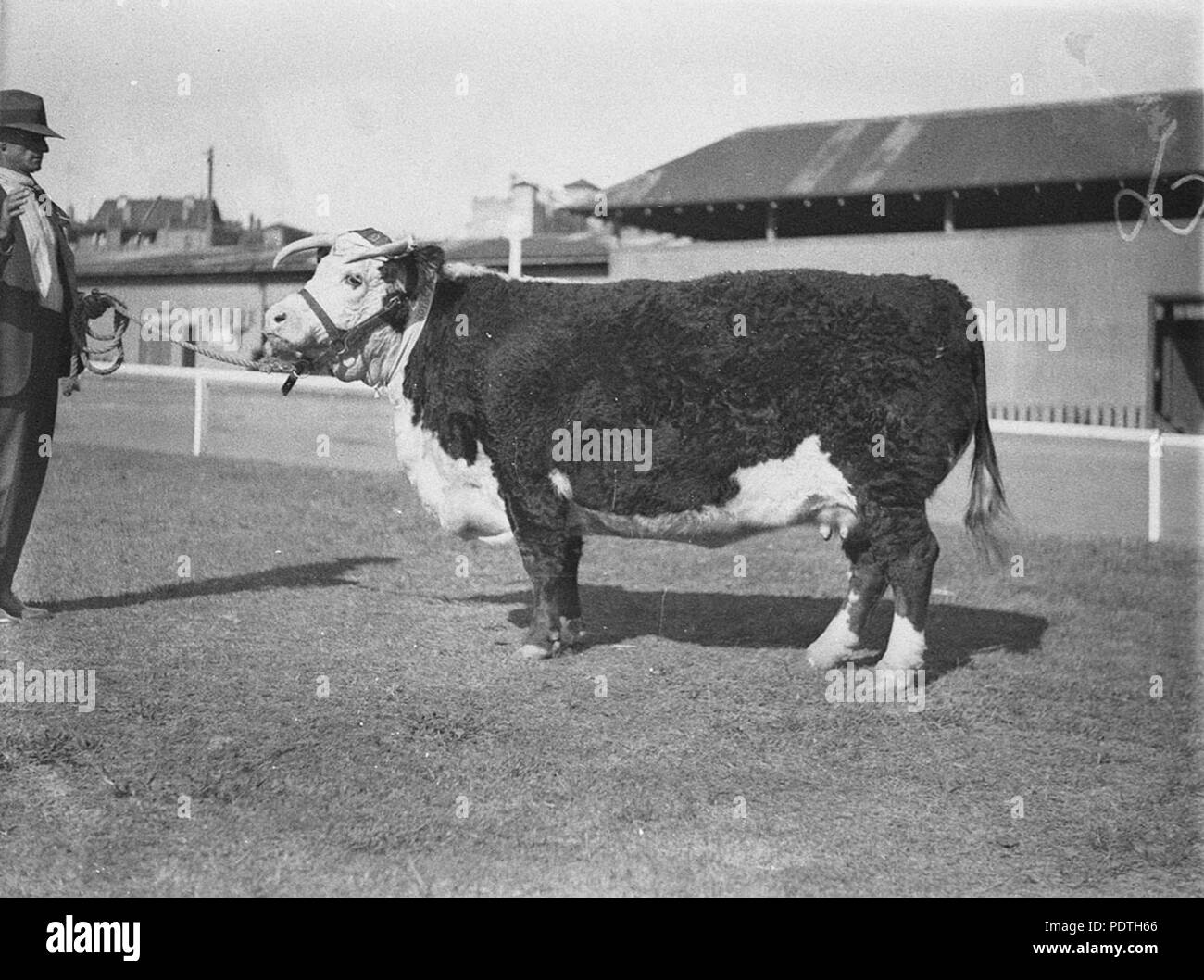 Champion cow Black and White Stock Photos & Images - Alamy