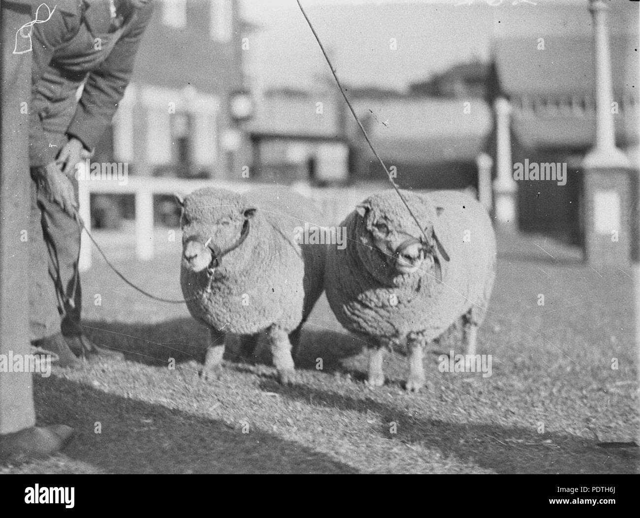 Merino ewes hi-res stock photography and images - Alamy