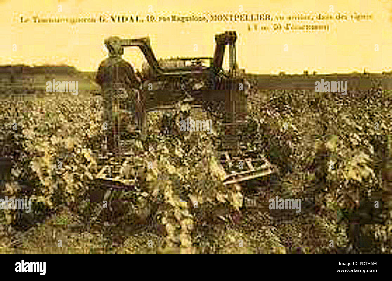 359 Tracteur vigneron Georges Vidal à chenilles Stock Photo - Alamy