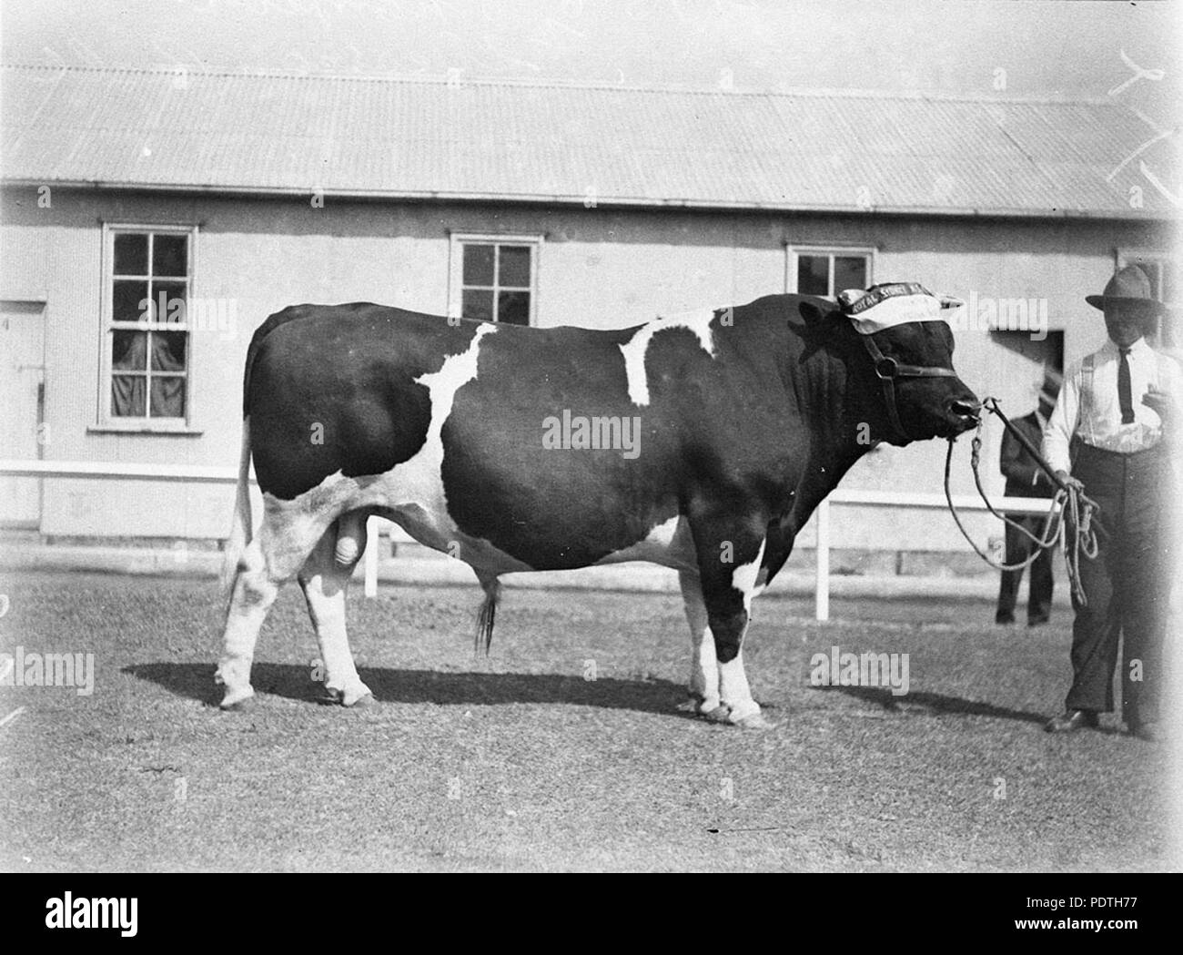 Friesian bull hi-res stock photography and images - Alamy