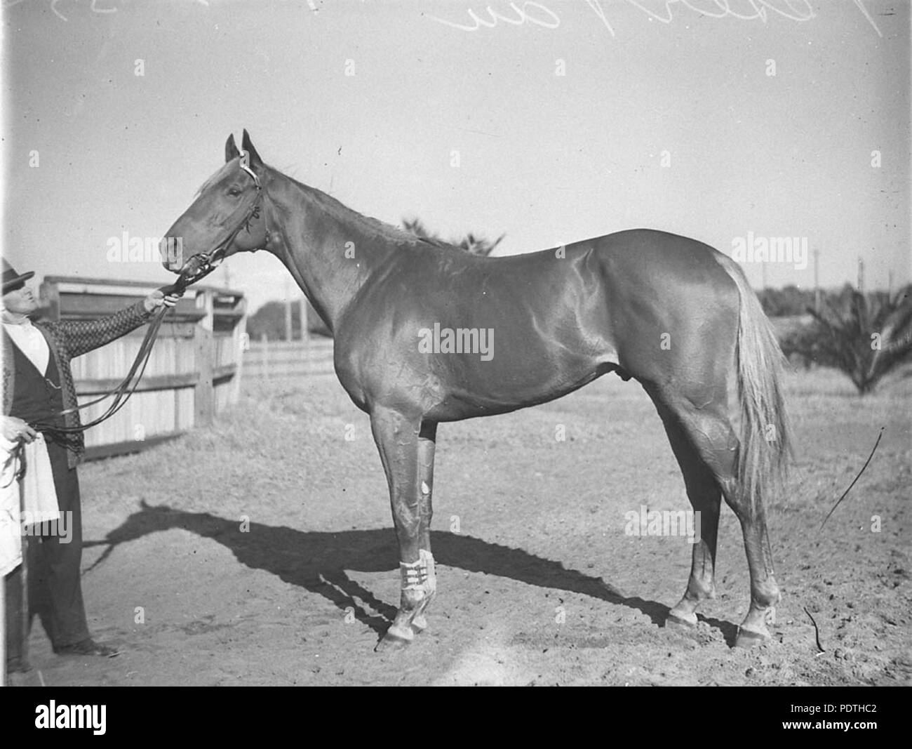 Peter The Great Race Horse