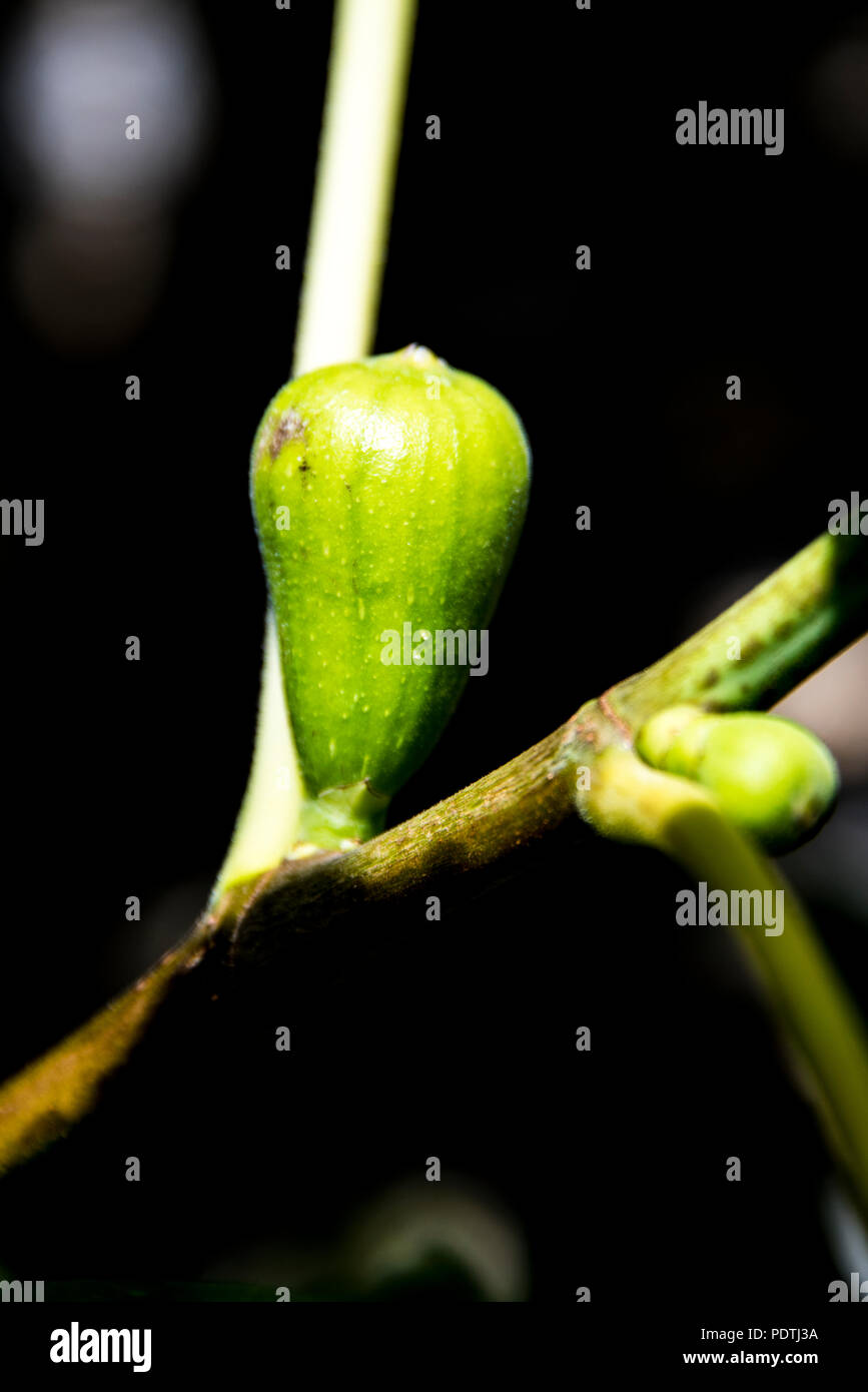 English fig hi-res stock photography and images - Alamy
