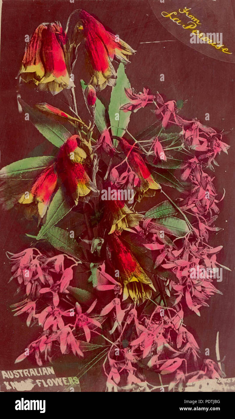 Australian flowers hi-res stock photography and images - Alamy